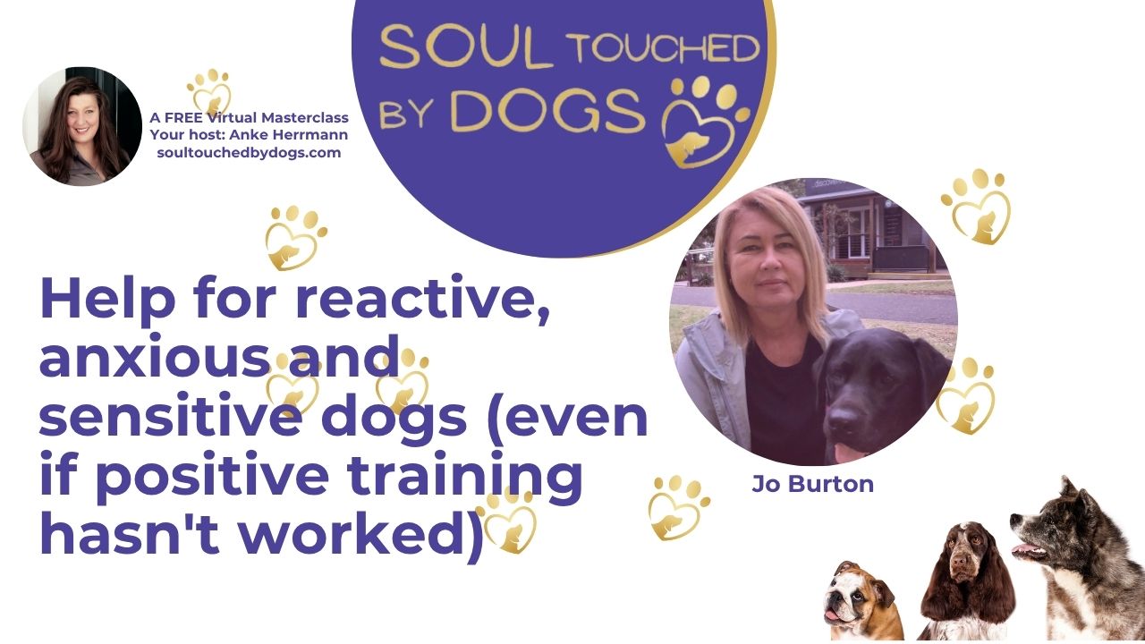 Help for reactive, anxious and sensitive dogs (even if positive ...